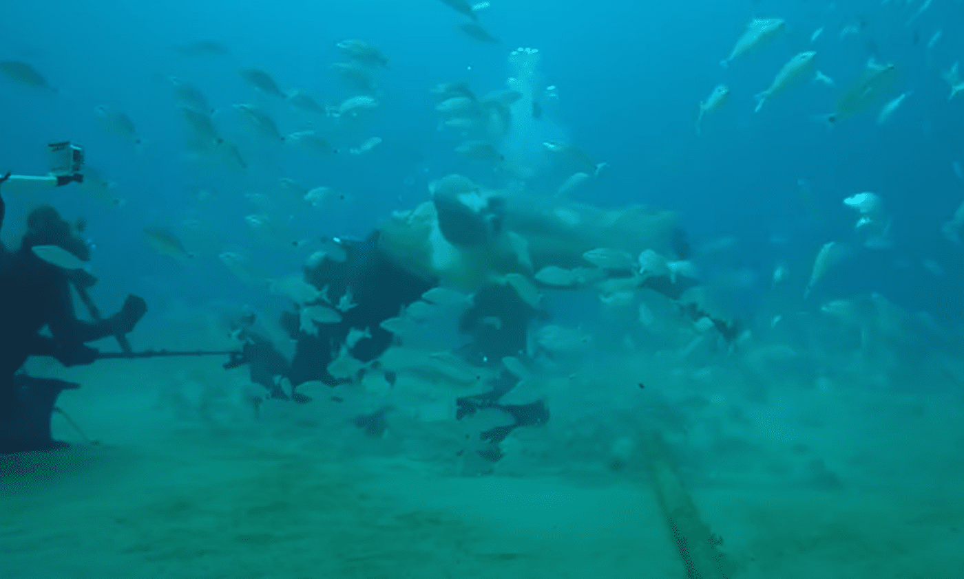 Giant Goliath Grouper Tries To Bite The Head Off Of Scuba Diver ...
