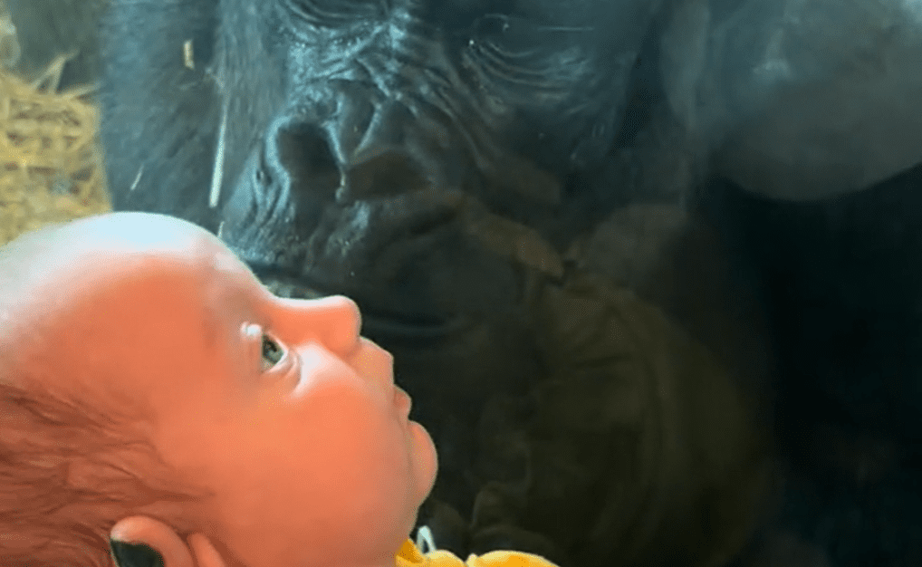 Gorilla Kisses Newborn Baby Through Glass At Columbus Zoo | Whiskey Riff