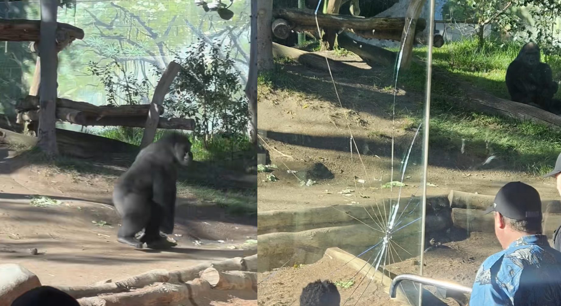 A Young Gorilla Named Denny Rushed & Broke The Glass Of His San Diego ...
