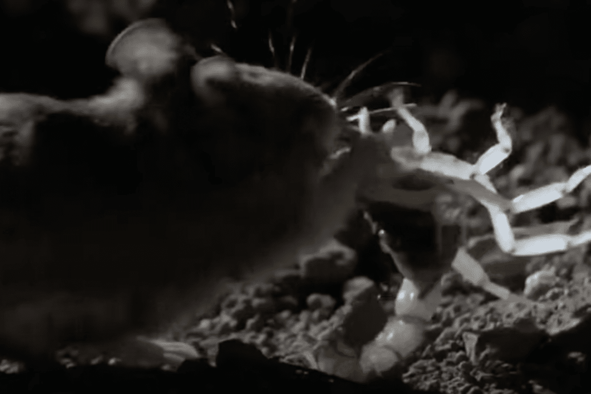 Vicious Grasshopper Mouse Kills Scorpion, Drinks Its Venom & Howls At ...