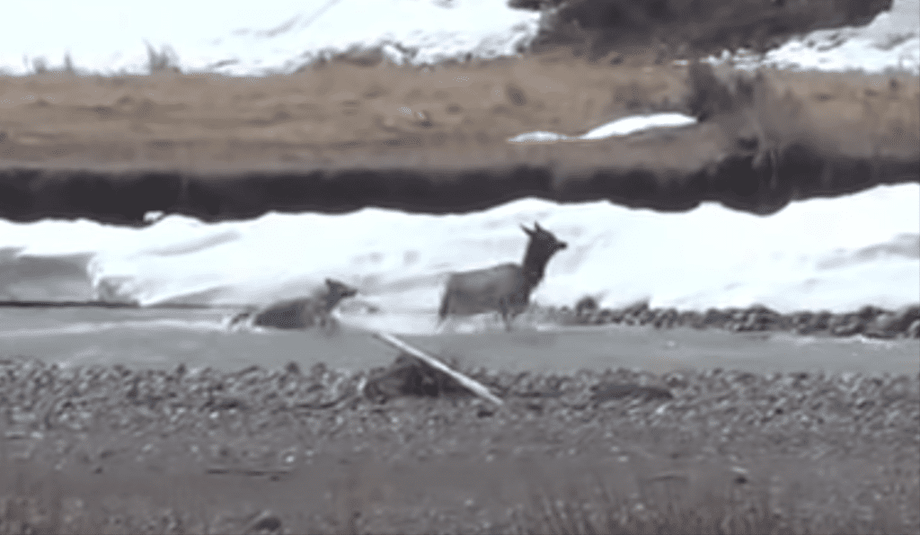 Lone Wolf Navigates River To Attack Cow Elk At Yellowstone National ...