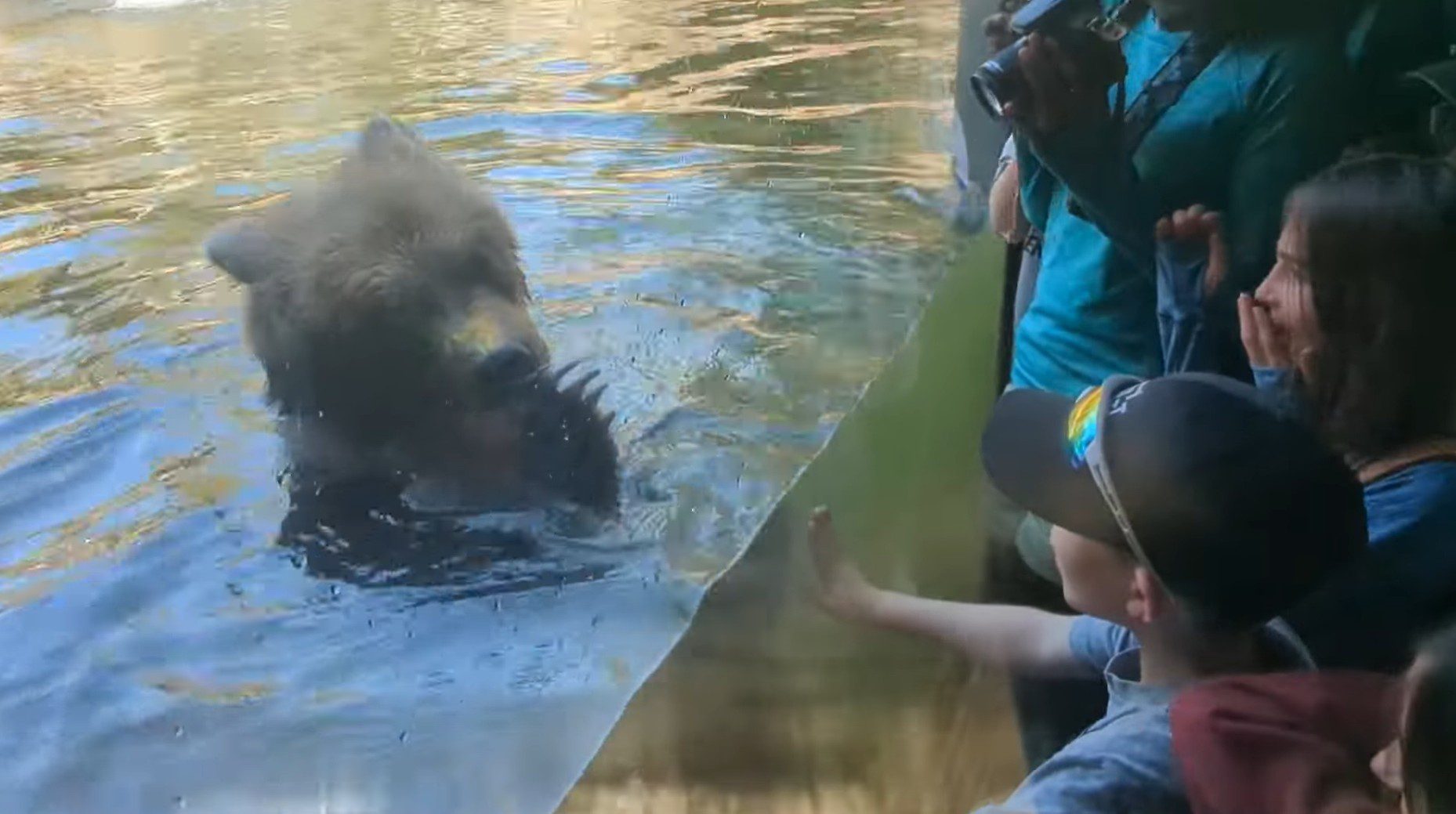 Grizzly Bear Perfectly Demonstrates The Food Chain In Front Of ...