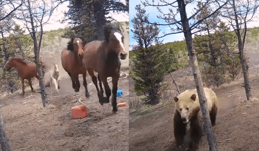 Trail Cam Captures Wild Footage Of Grizzly Bear Chasing After Pack Of ...