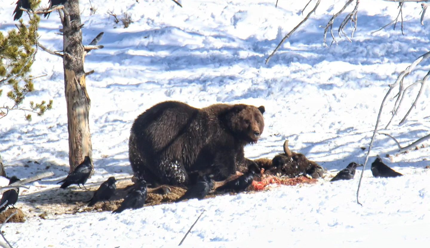 Grizzly Bear Comes Out Of Hibernation At Yellowstone National Park ...