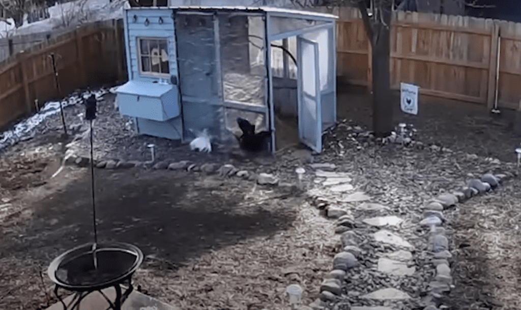 Fearless Rooster Puts A Beatdown On Hawk That Swooped In On His ...