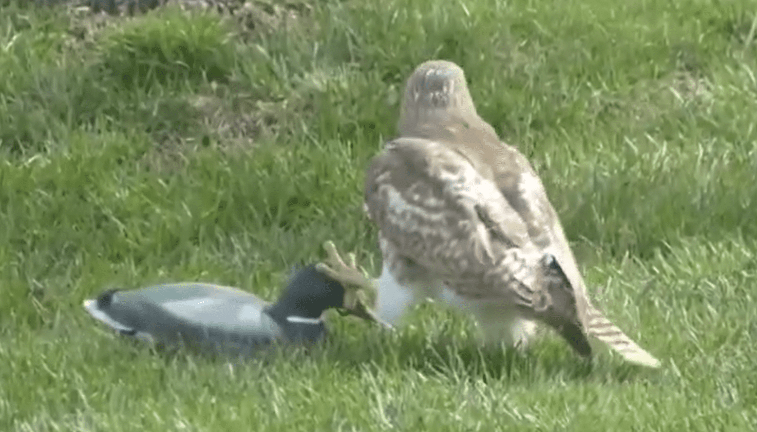 Hawk Tries To Pick A Fight With A Mallard Duck… Who Turns Out To Be A ...