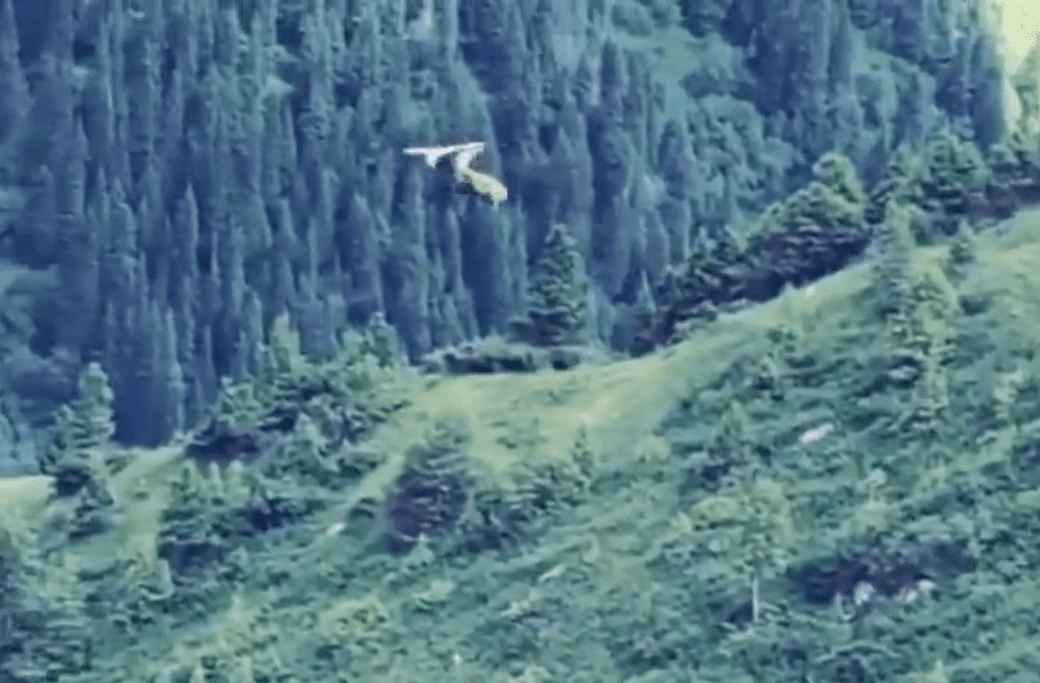 Hawk Drops A Rabbit, Swoops Down And Catches It Again Mid-Air | Whiskey ...