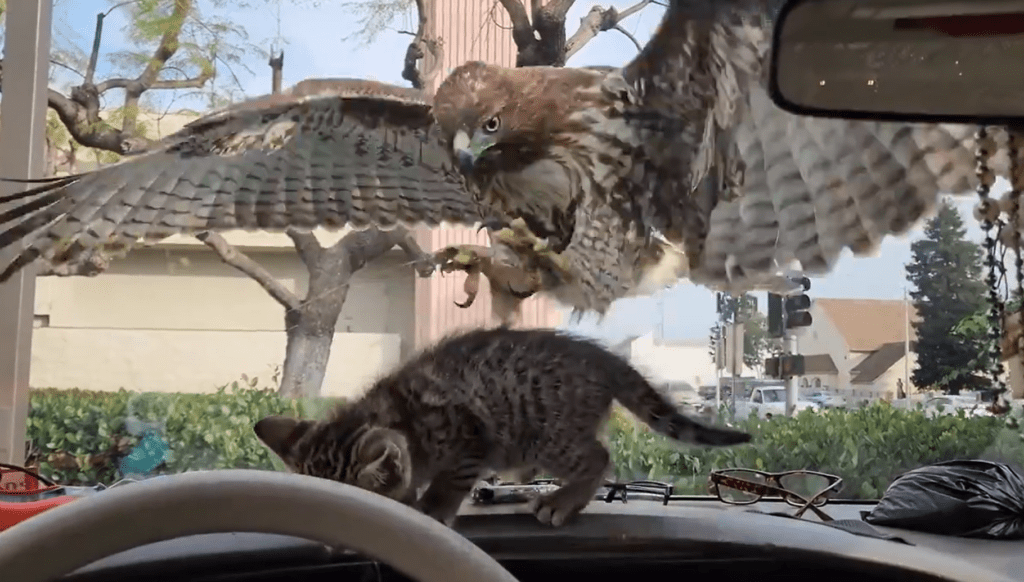 Red-Tailed Hawk Swoops Down After Kitten Sitting On Car’s Dashboard In ...