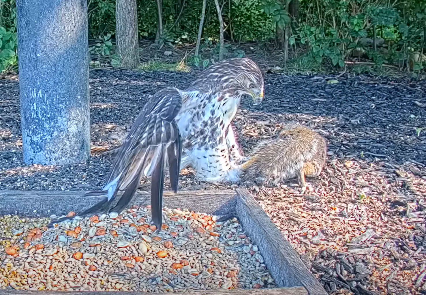 Do Hawks Eat Squirrels
