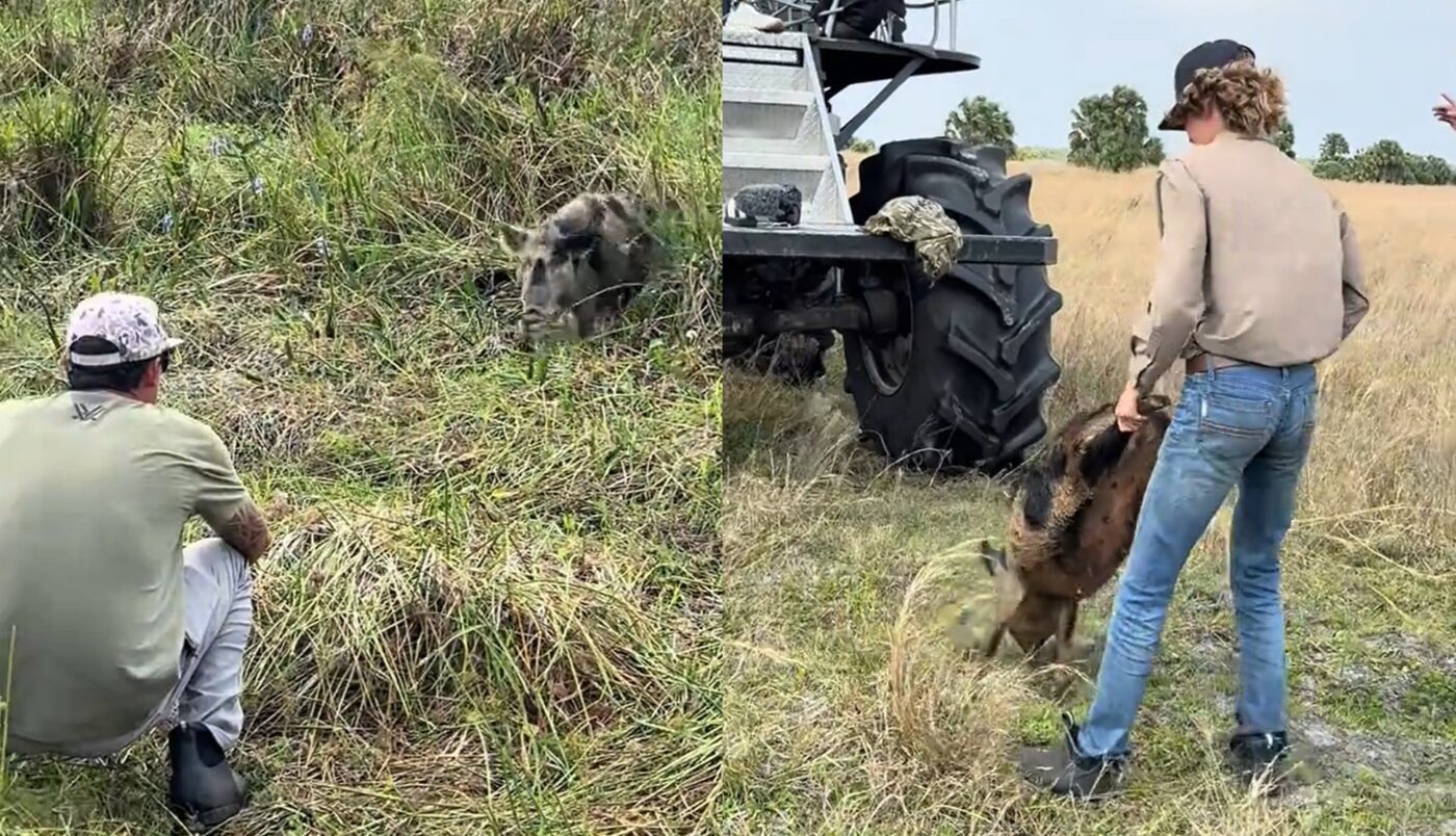 Florida Man Catches Wild Boar With His Bare Hands: “Never Seen Anything ...