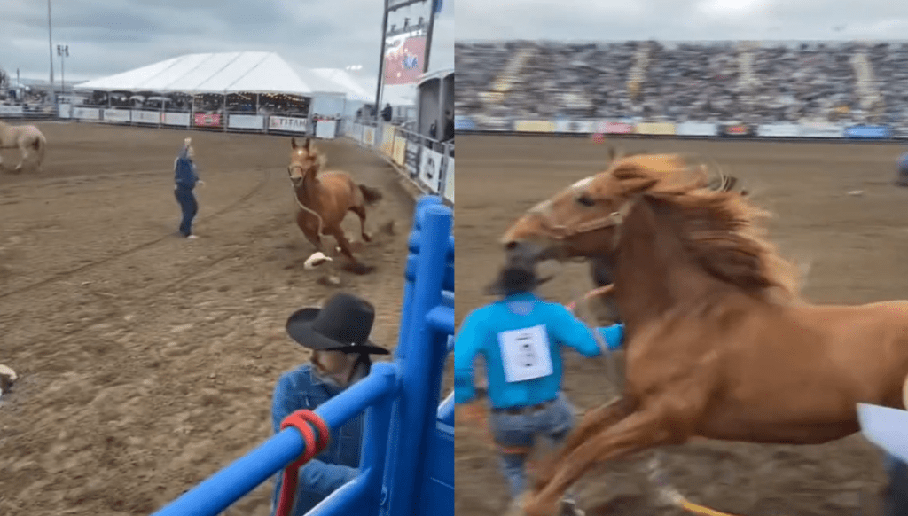 Cowboy Gets Absolutley Mowed Down During Wild Horse Race In Santa Maria ...