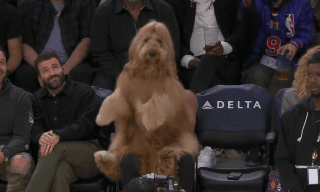 Big Ol’ Service Dog Sitting Courtside Steals The Show At Los Angeles ...