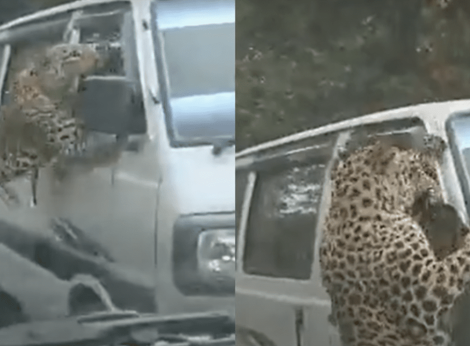Leopard Jumps 7-Foot Fence, Goes On A Rampage & Rips Off Side Mirror Of ...