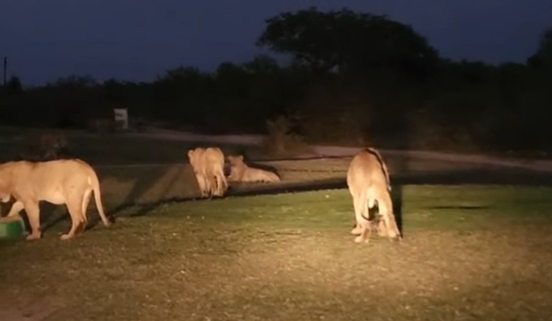 This Video Of Lions Wandering A South African Golf Course Makes Up For ...