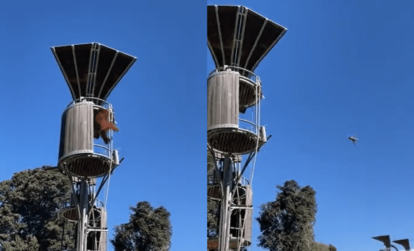 Orangutan Absolutely Launches A Possum Out Of Its Zoo Exhibit: “Oh My ...