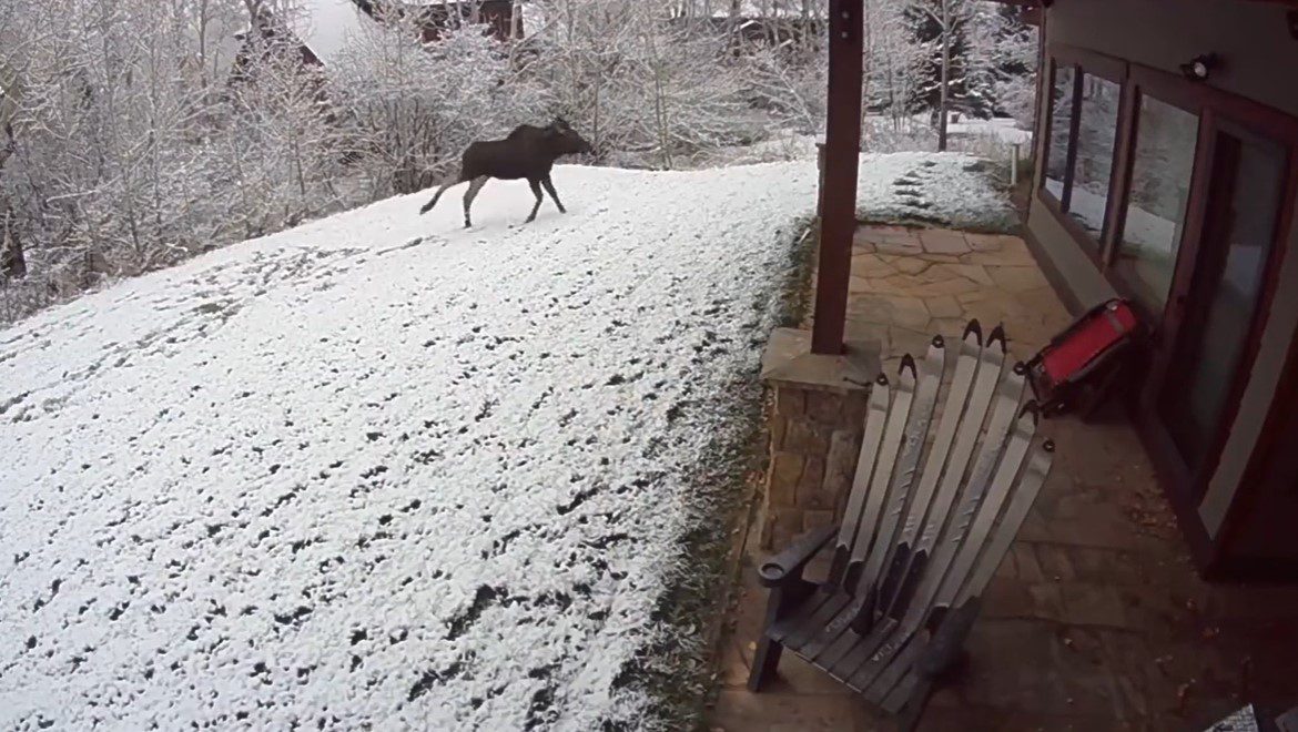 Young Moose Has Snow-Frolicking-Session Cut Short By… Seeing Own ...