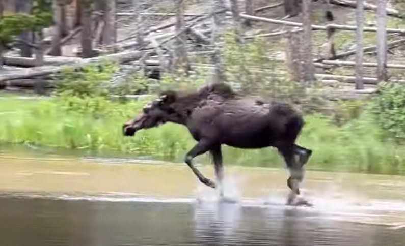 Moose Gets The Zoomies In Rocky Mountain National Park’s Sprague Lake ...