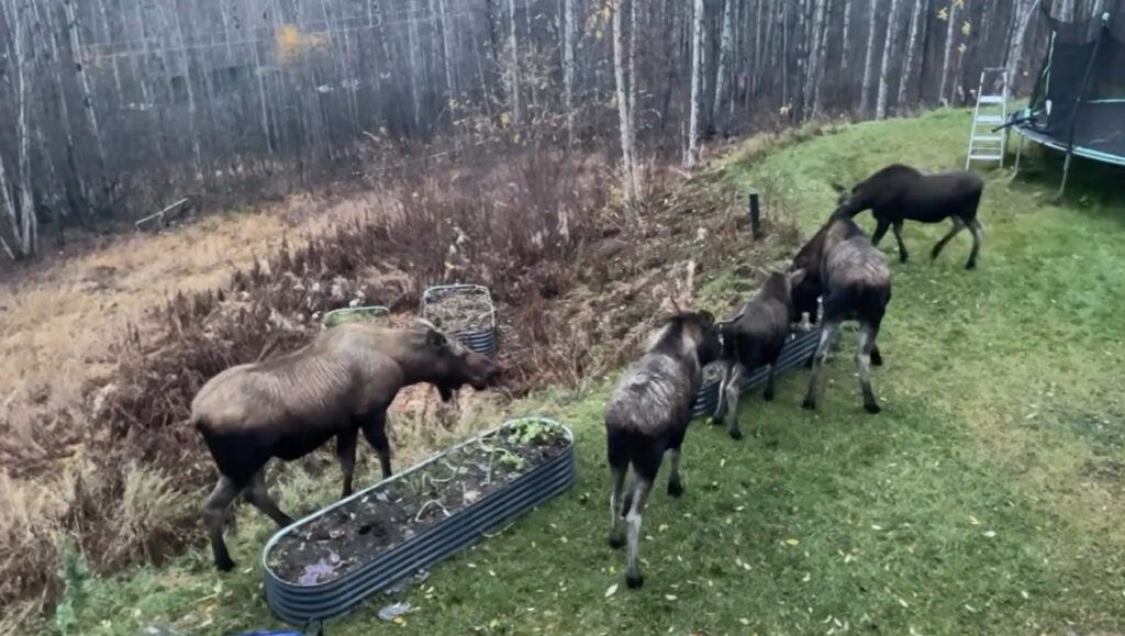 Alaskan Moose Family Gets Fired Up To Raid A Backyard Garden | Whiskey Riff