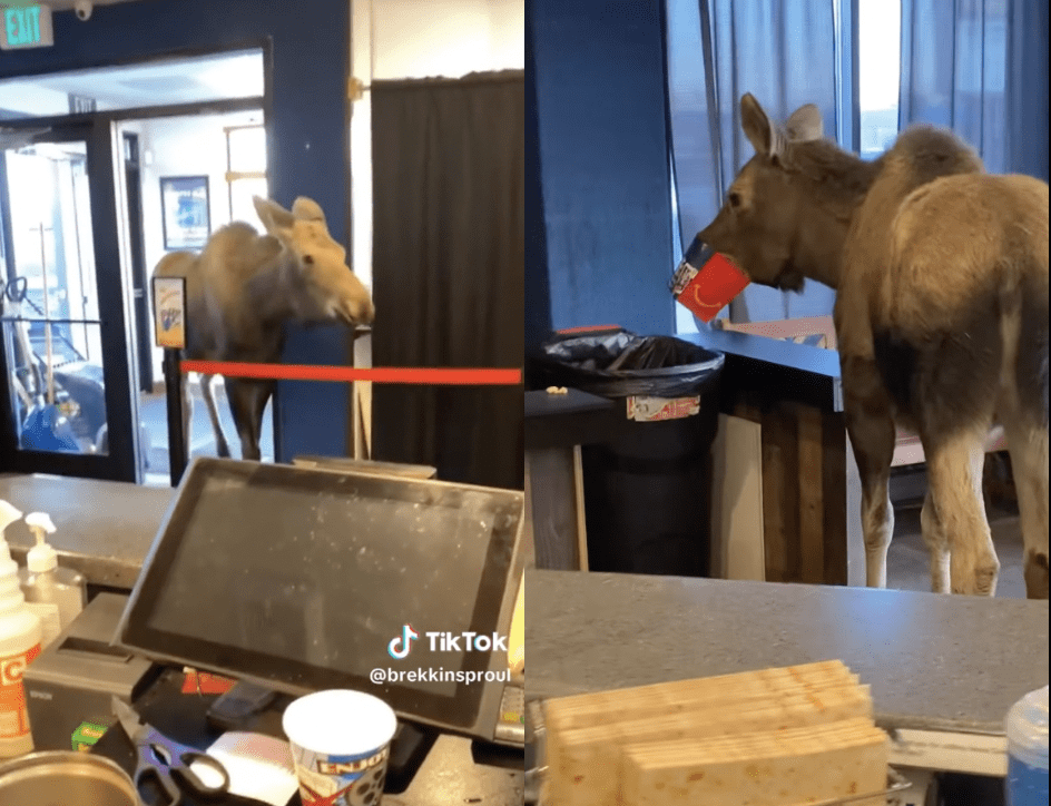 Moose Walks Into A Movie Theater, Snacks On Some Popcorn And A Happy ...