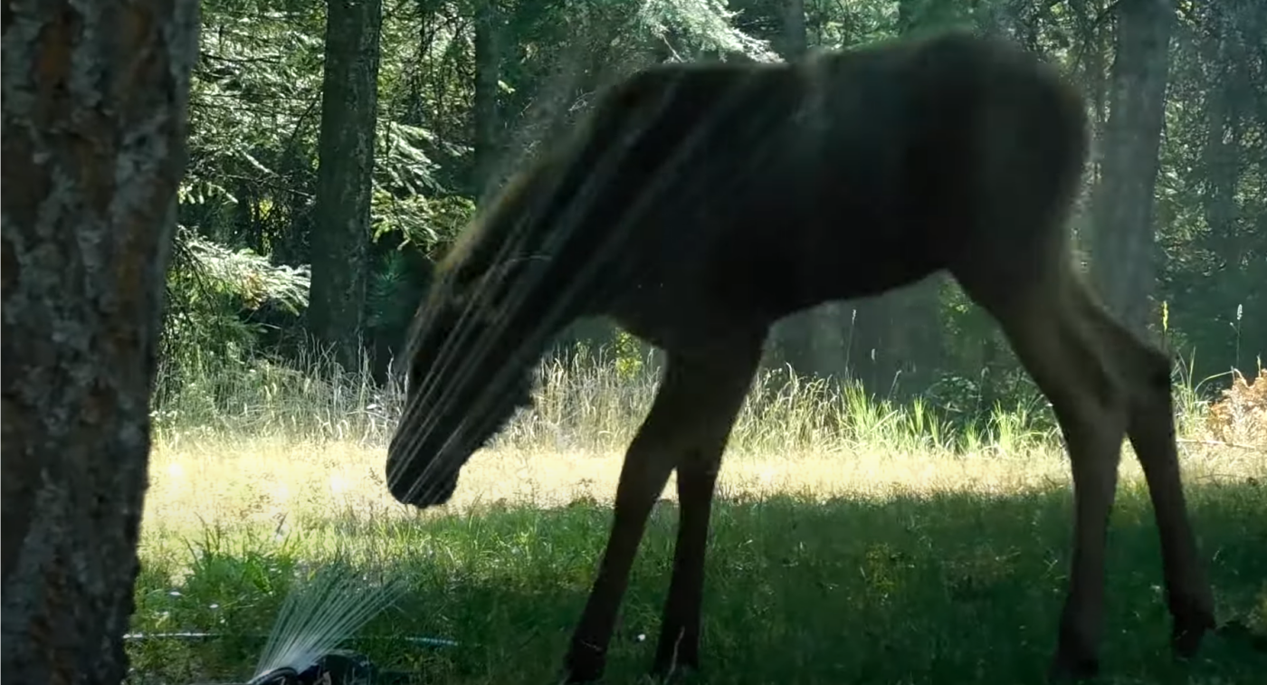 Moose Calf Stomps Backyard Sprinkler While Family Watches On In Idaho ...