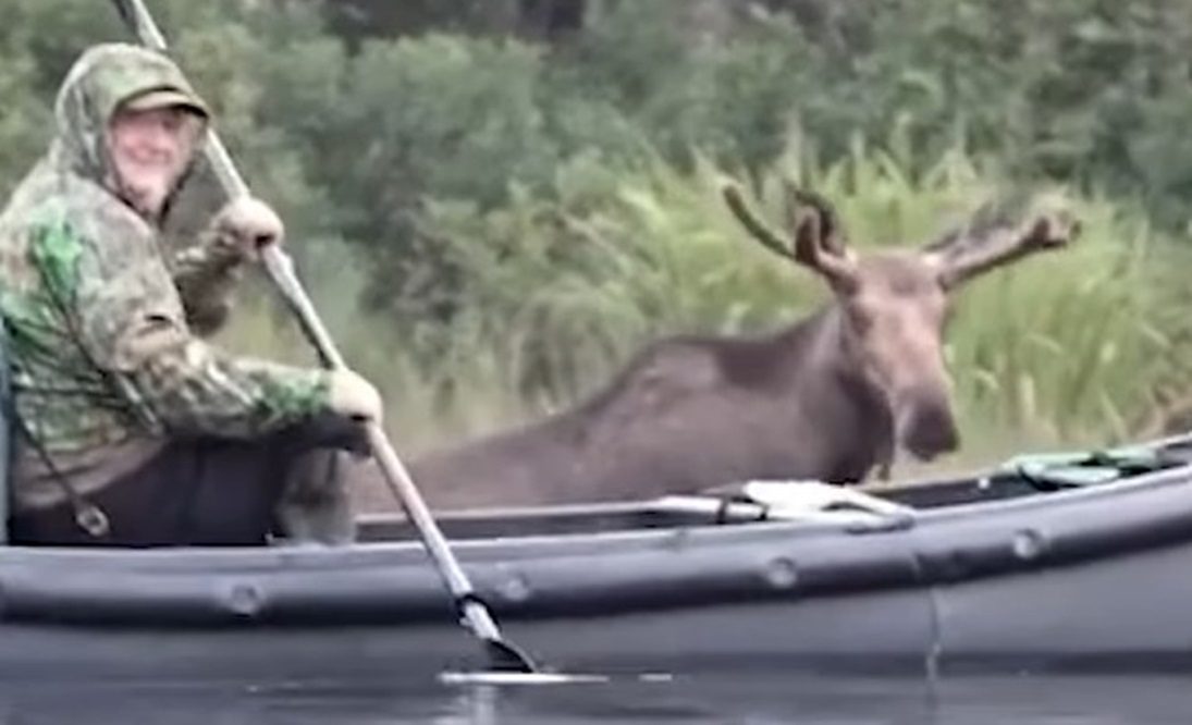 Moose Walks Right By Canoer Paddling In New Hampshire Lake | Whiskey Riff