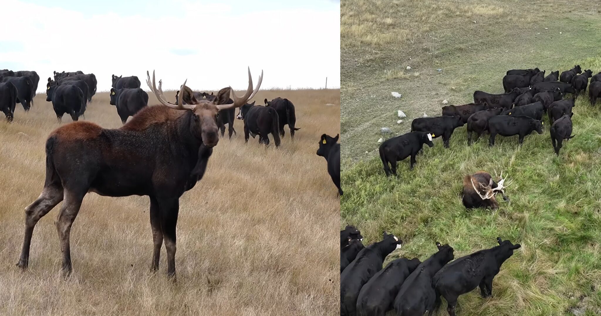 “He Thinks He’s A Cow”: Watch The Viral Video Of A Moose Mingling With ...