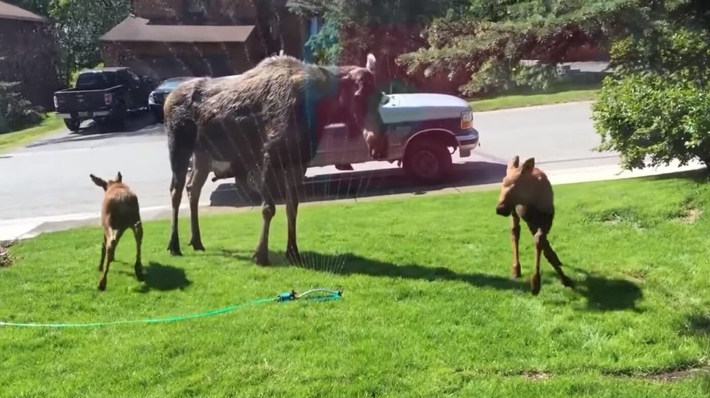 Moose Family Playing In A Sprinkler Is Guaranteed To Brighten Your Day ...