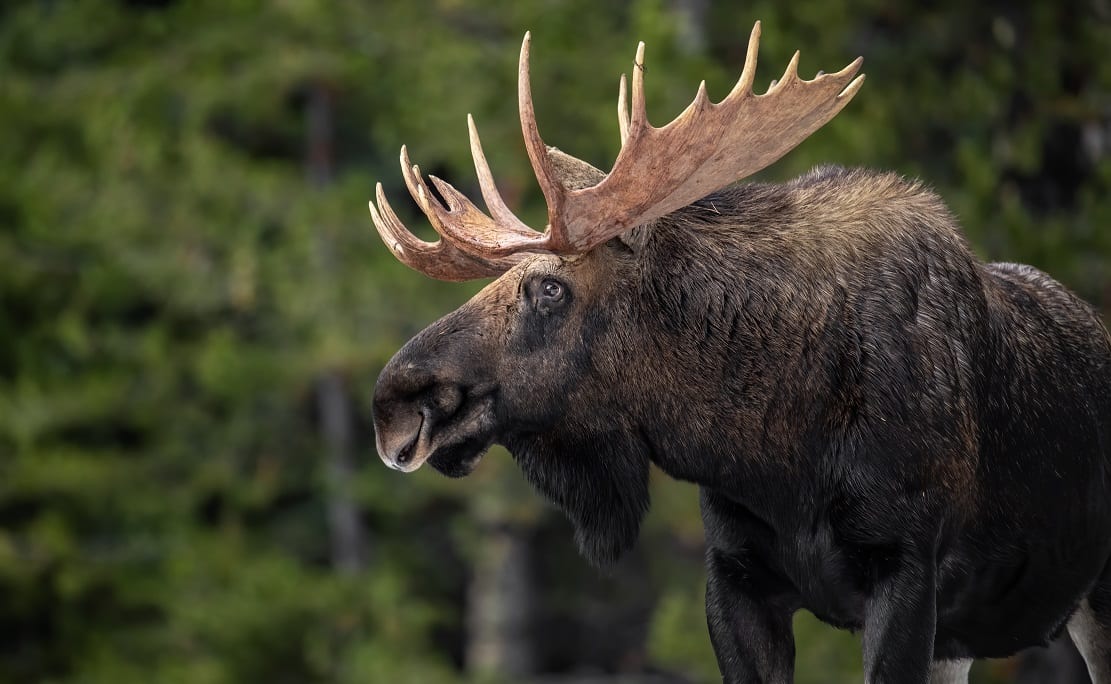 Idaho Camper Shoots Charging Bull Moose In Self Defense | Whiskey Riff