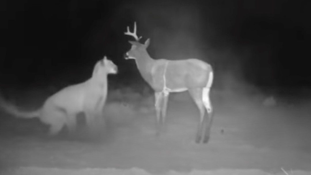 Mountain Lion Pounces On Deer Decoy In Wild Trail Cam Video | Whiskey Riff