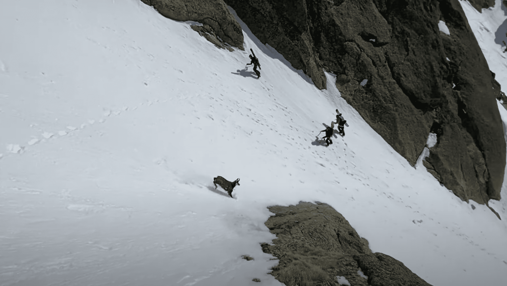 Snowboarders Watch A Goat Run Full Tilt (AKA Fly) Down The Side Of A ...