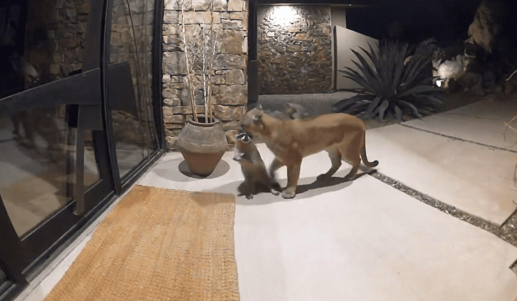 Mountain Lion Admires Its Raccoon Capture In Glass Front Door Of ...