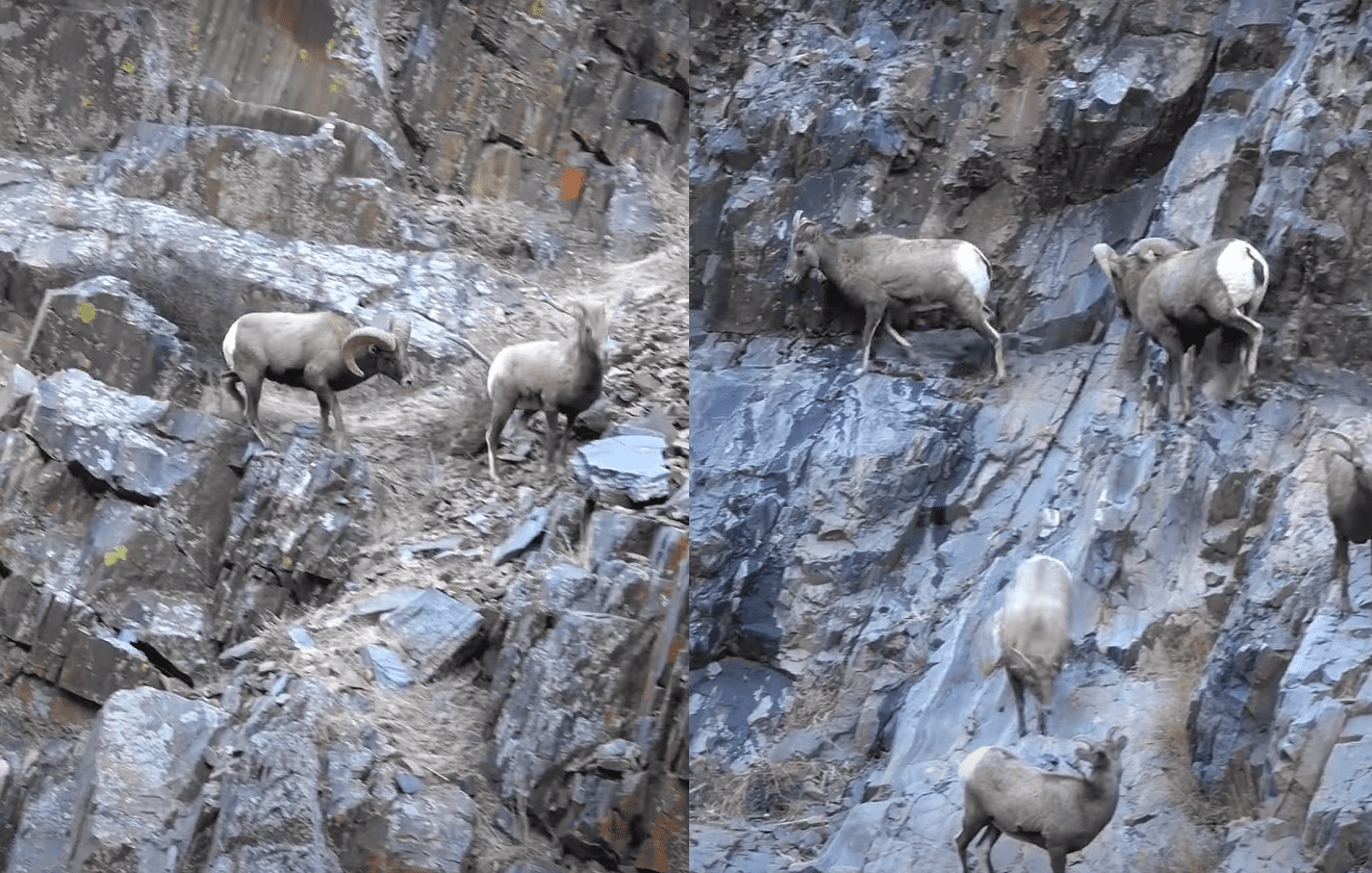 Ram Looking To “Get Some” Chases Ewe Up & Down Cliffs In Colorado ...