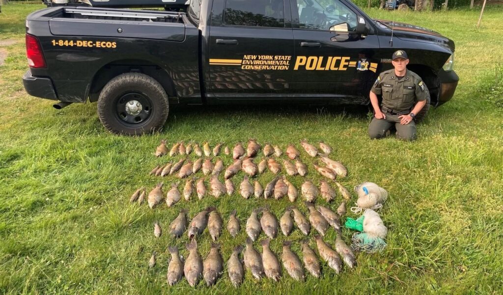 New York Poachers Caught With 200 Pounds Of Illegally Caught Smallmouth ...