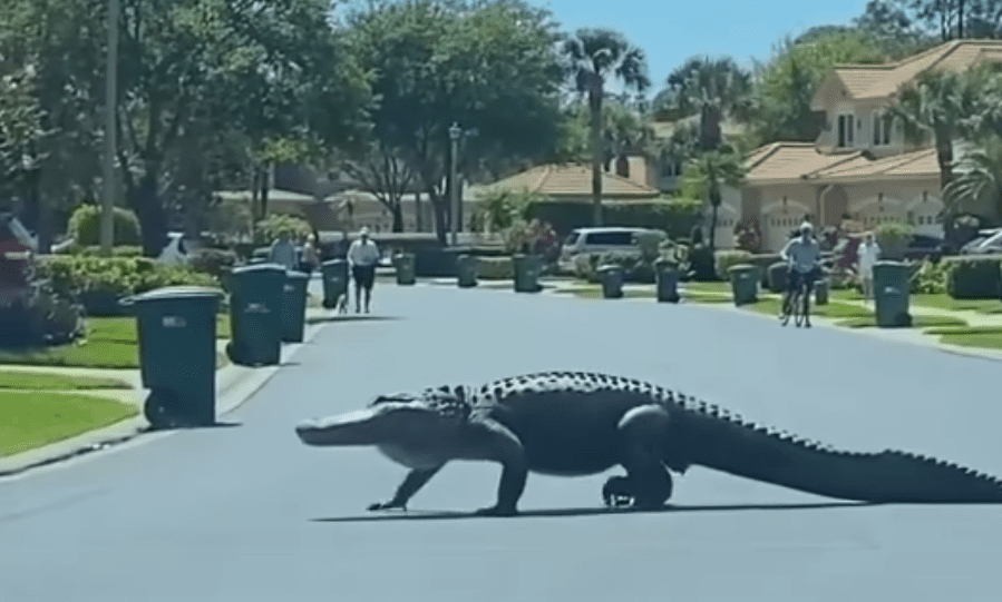 Absolute UNIT Of An Alligator Draws A Crowd In A Florida Neighborhood ...