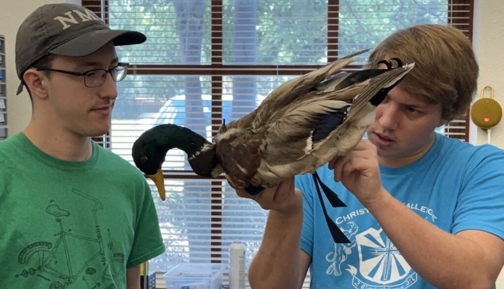 Taxidermied “Duck Drones” Are Being Produced In New Mexico To Help ...