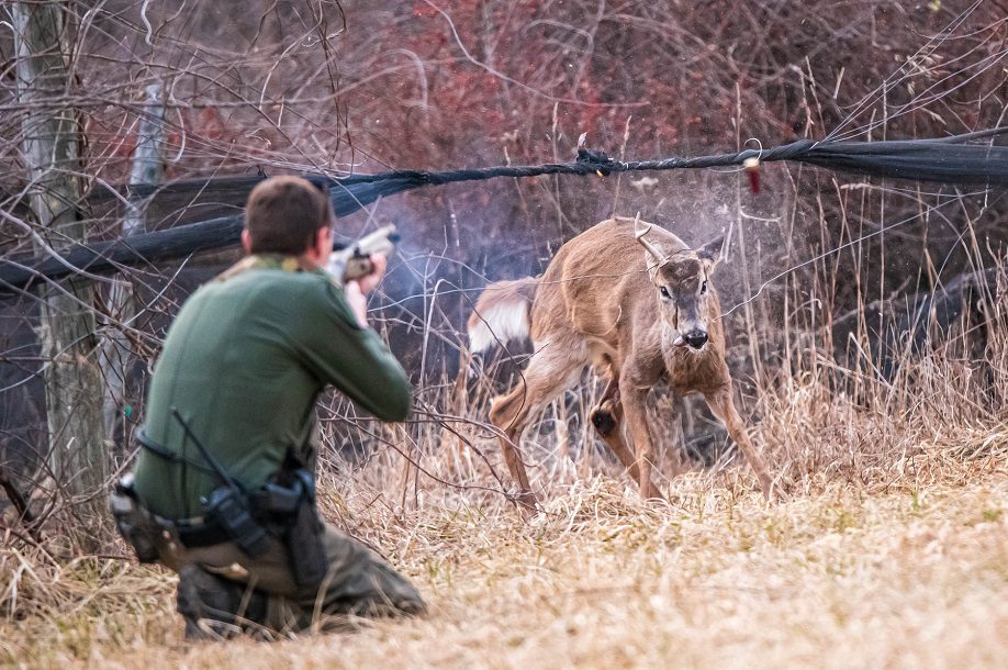 Pennsylvania Game Warden Heroically Shoots Off Antler Of A Buck Tangled ...