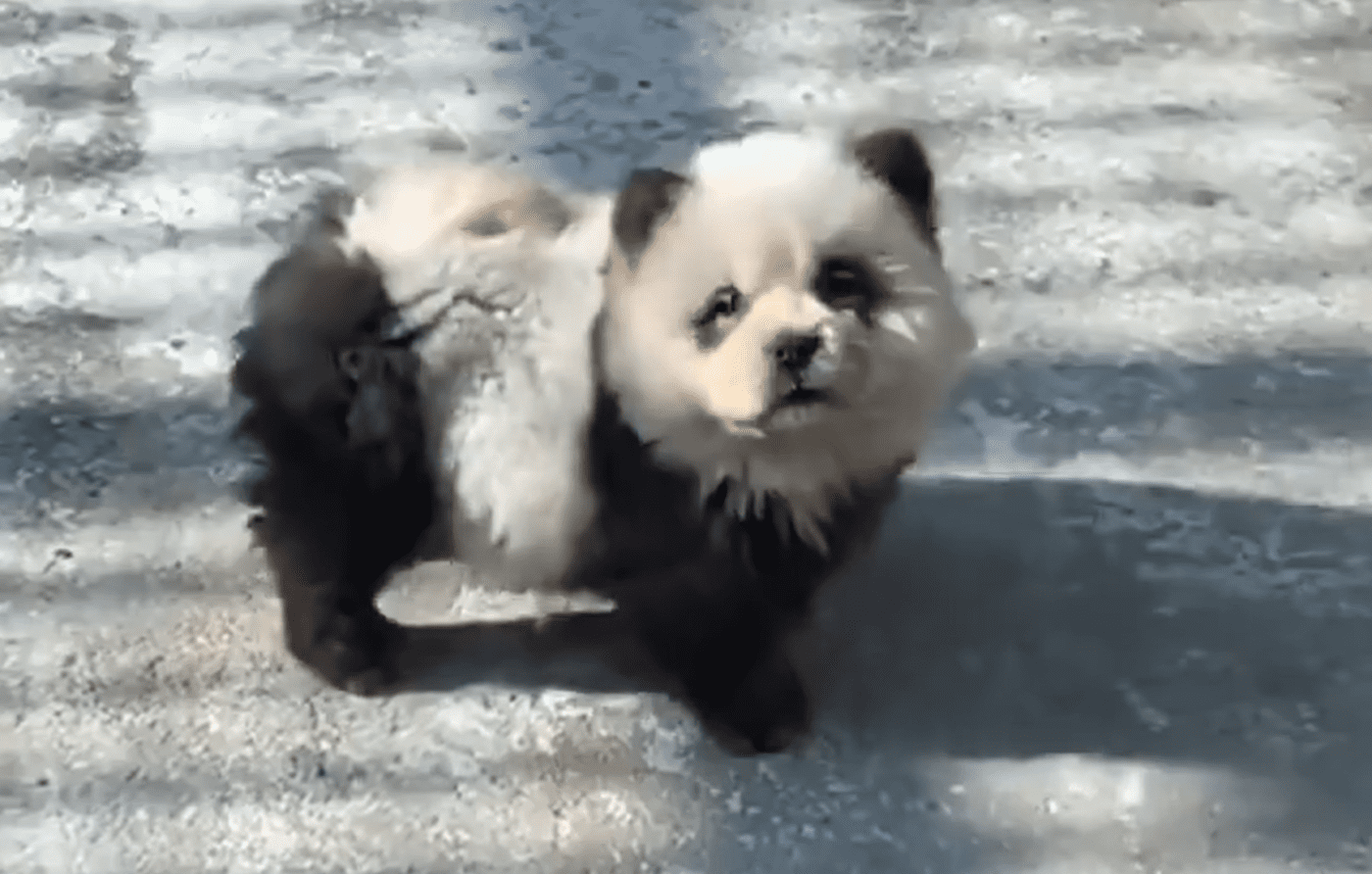 Zoo In China Stages Phony Panda Exhibit In Which Two Dogs With Dyed Fur ...