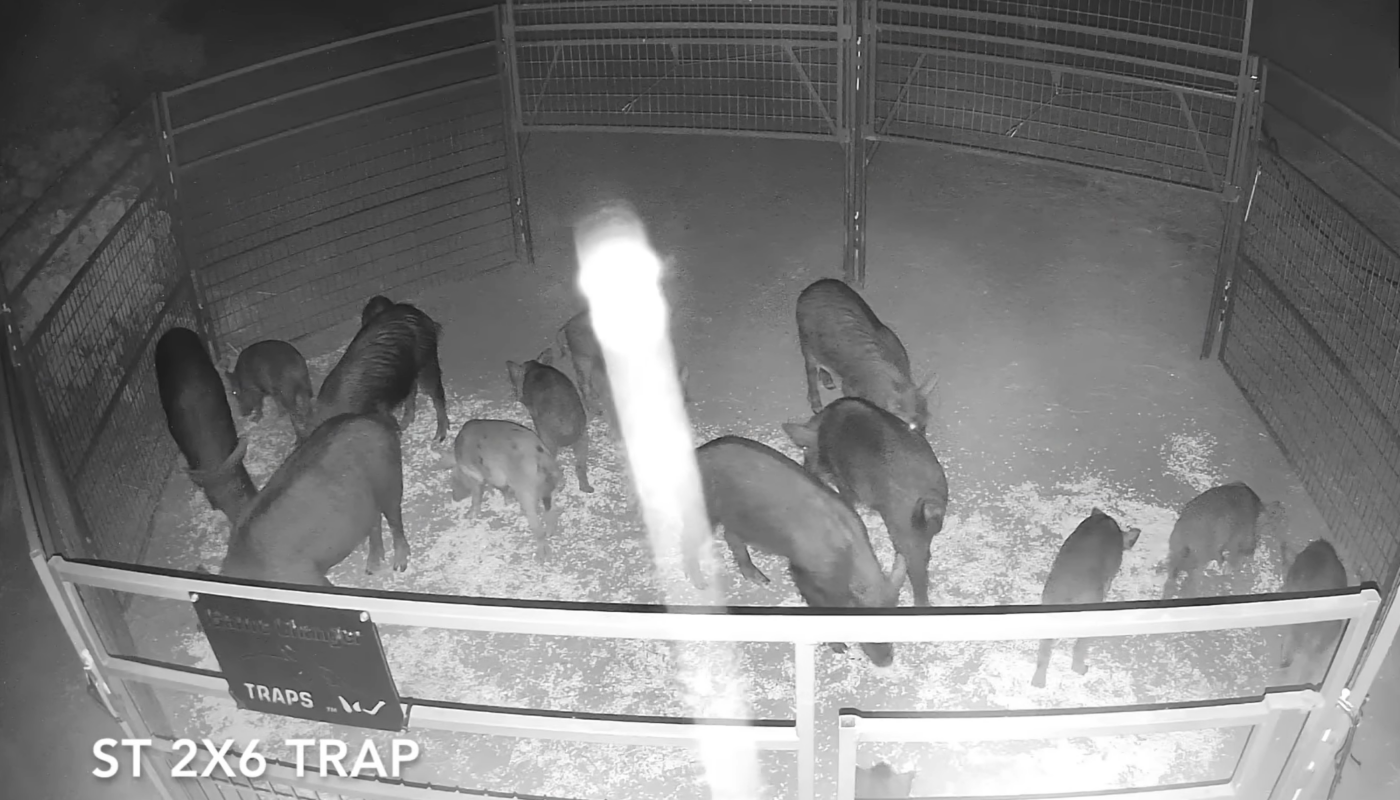 Farmer Uses A Hog Trap To Capture 16 Wild Pigs At Once | Whiskey Riff