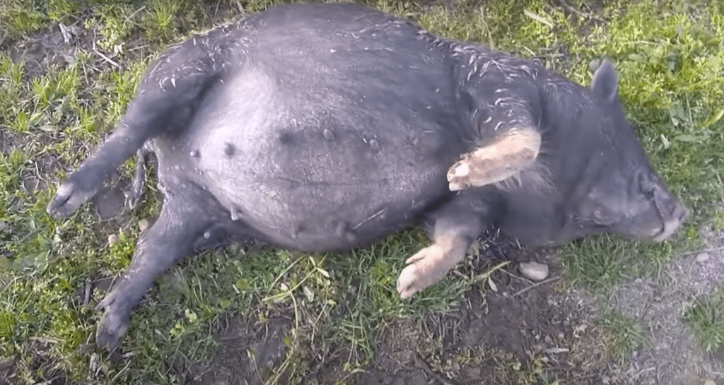 Pig Gets Rip-Roaring Drunk On Fermented Corn, Rolls Down A Hill On ...