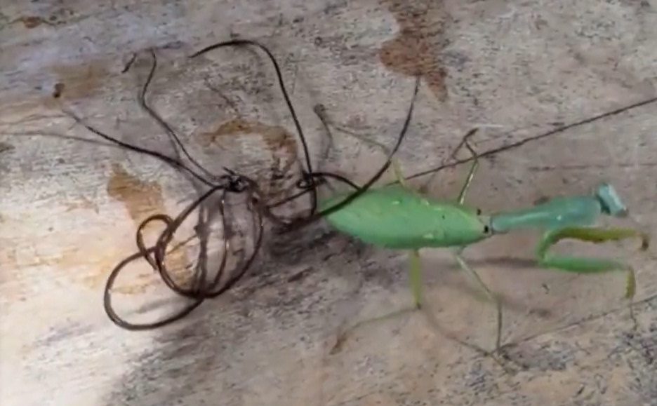 Creepy Video That Shows Parasitic Horsehair Worm Coming Out Of Praying ...