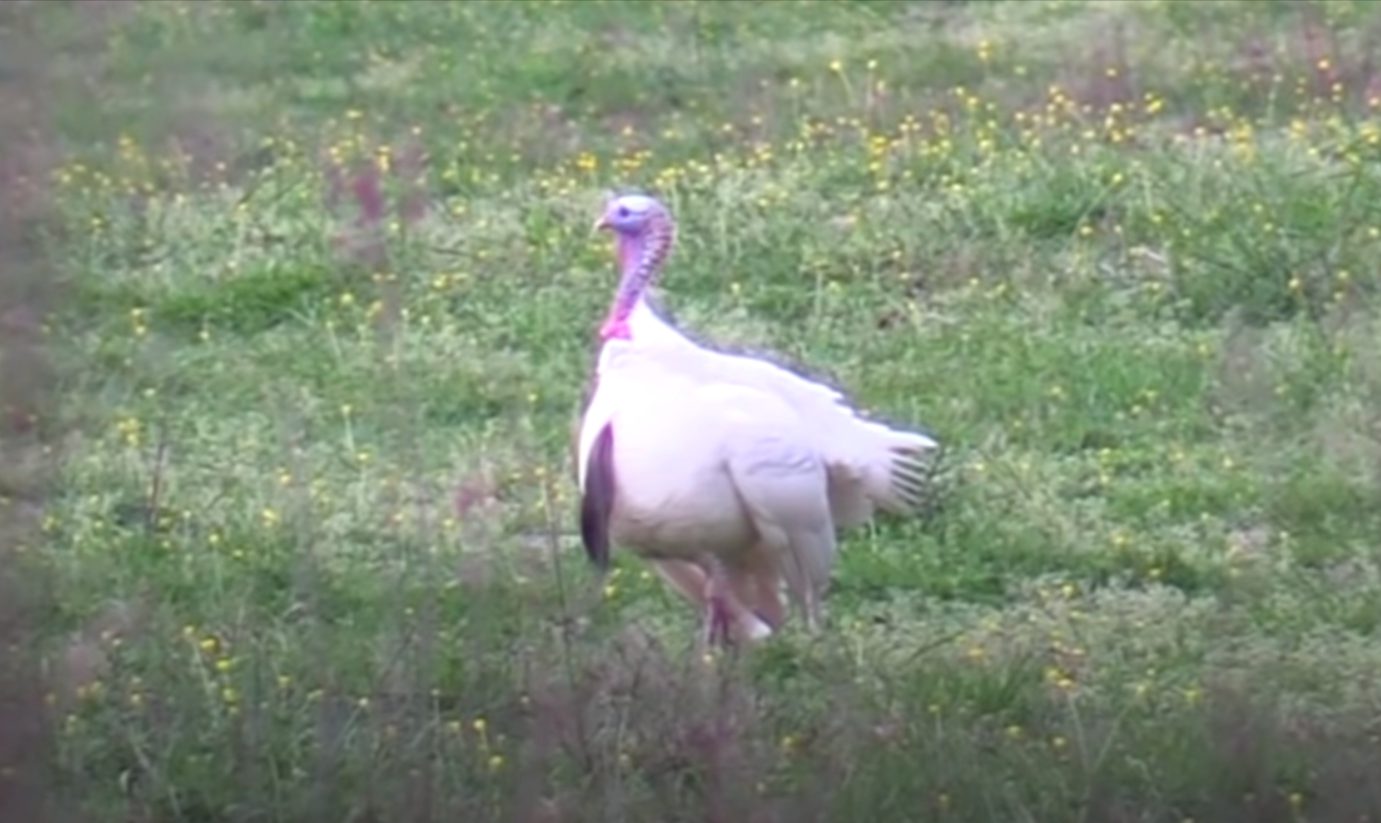 Hunter Takes Down Rare White Turkey Nicknamed Ghost In Tennessee ...