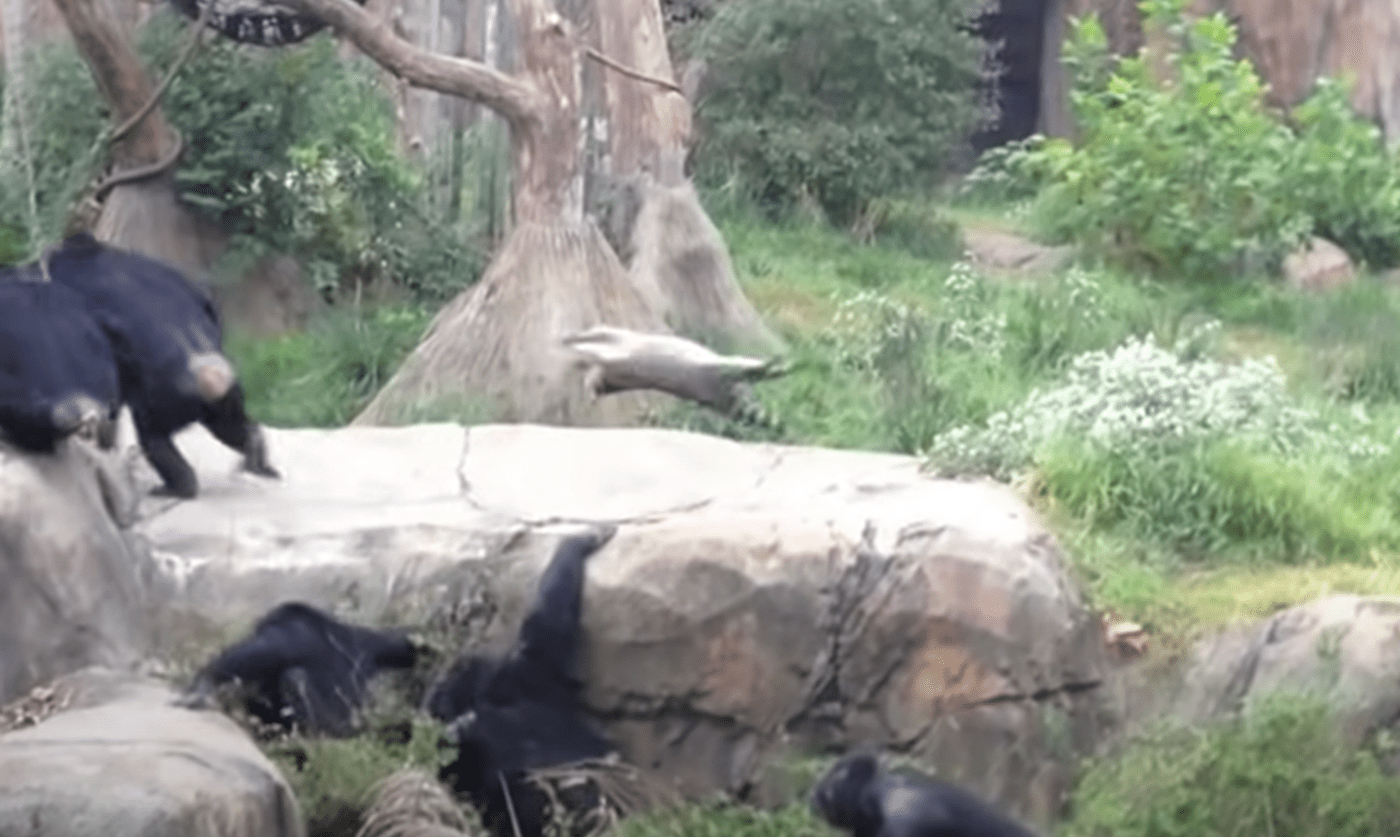 Gorilla Flings A Raccoon Across St. Louis Zoo Exhibit After It ...