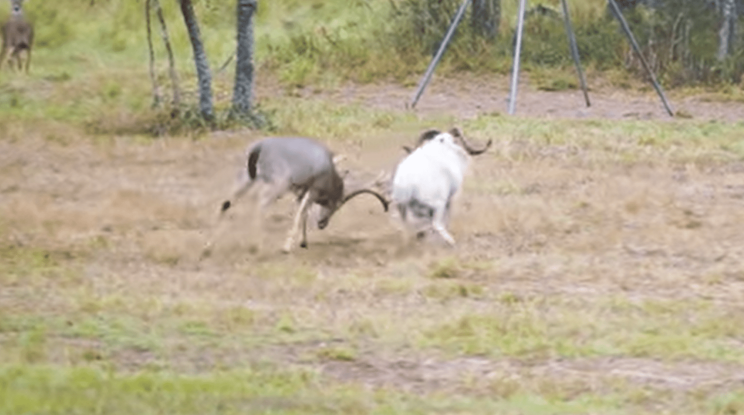 Texas Dall Ram Gets Embarrassed By Whitetail Buck | Whiskey Riff