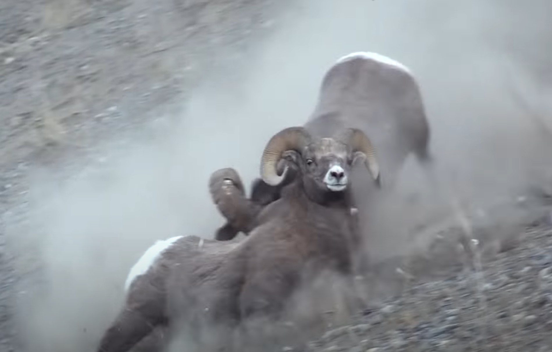 Two Bighorn Rams Go Head-To-Head In Wild Rocky Mountain Battle ...