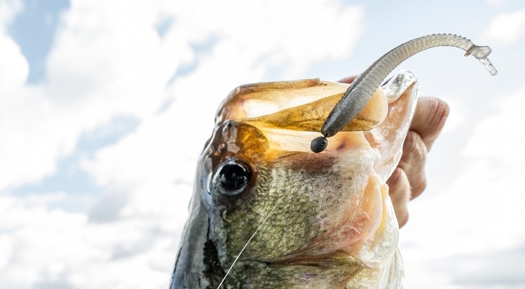 How To Fish A Jig & Minnow In Ponds | Whiskey Riff