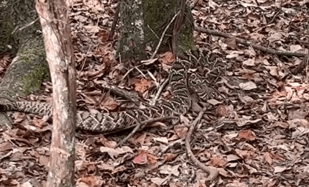 Georgia Hunter Finds Enormous Diamondback Rattlesnake Crawling Through ...
