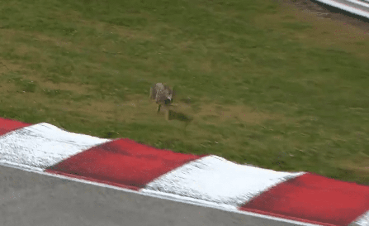 A Wild Coyote Sprinted Onto The Track During NASCAR Xfinity Series Race ...