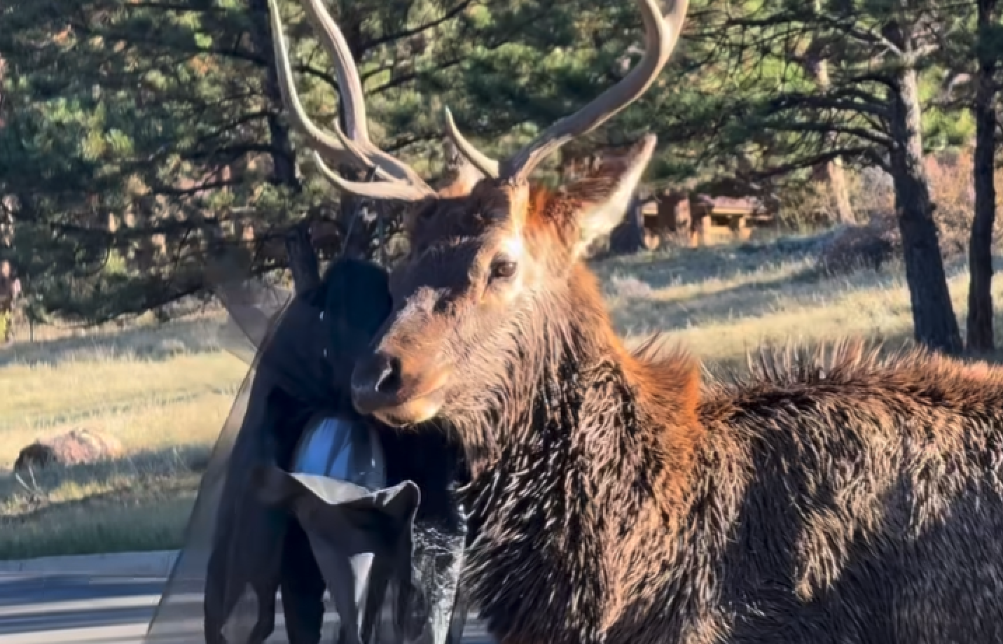 Elk Gets Into The Halloween Spirit, Steals Spooky Decoration & Wears It ...