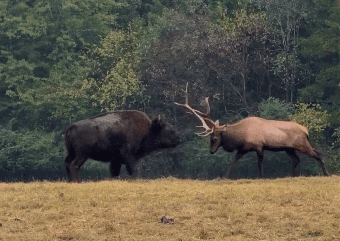 Bison & Elk Go Toe-To-Toe Within North Carolina Zoo Exhibit | Whiskey Riff
