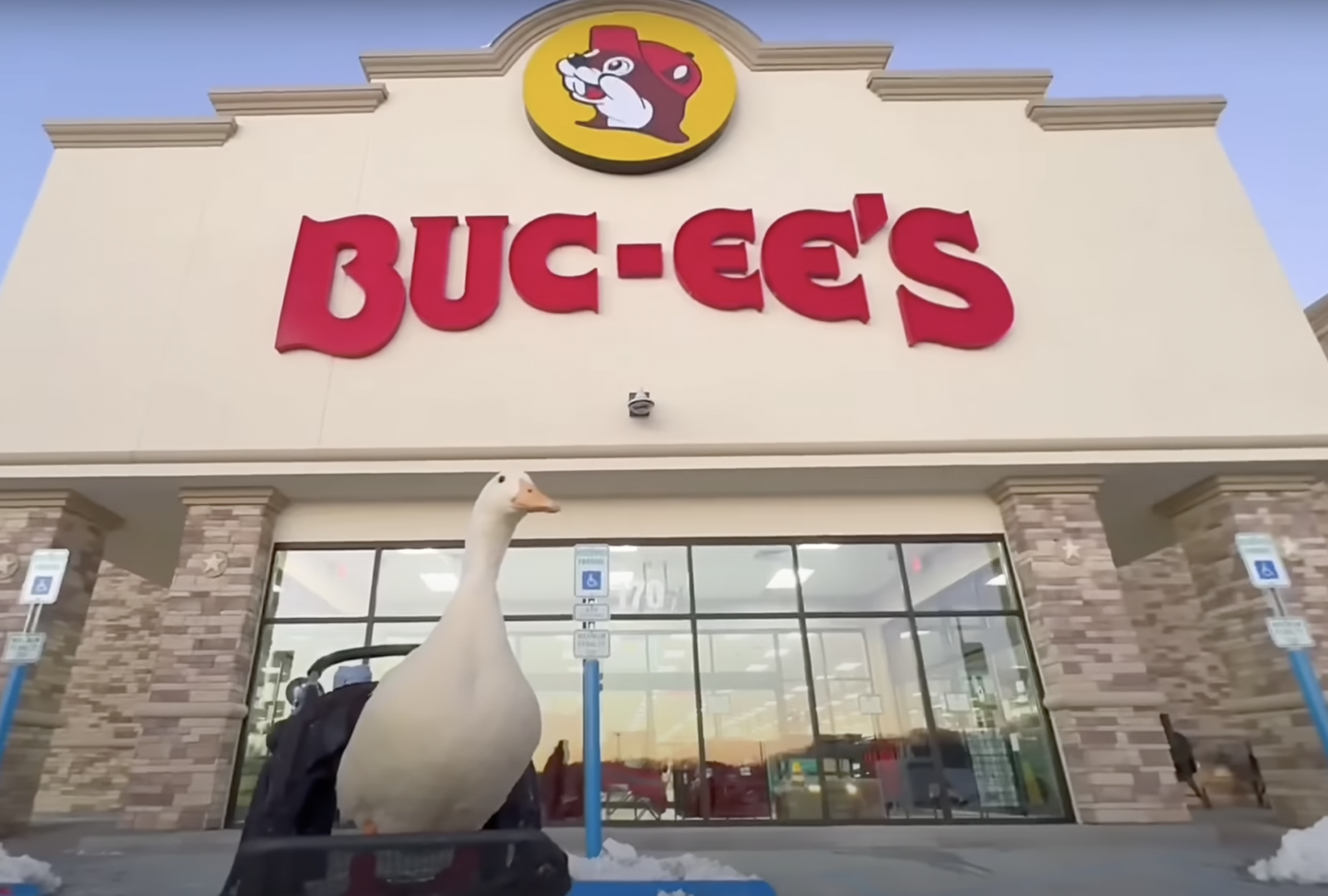 Man Banned From Buc-ee’s After Bringing His Service Duck Named Wrinkle ...